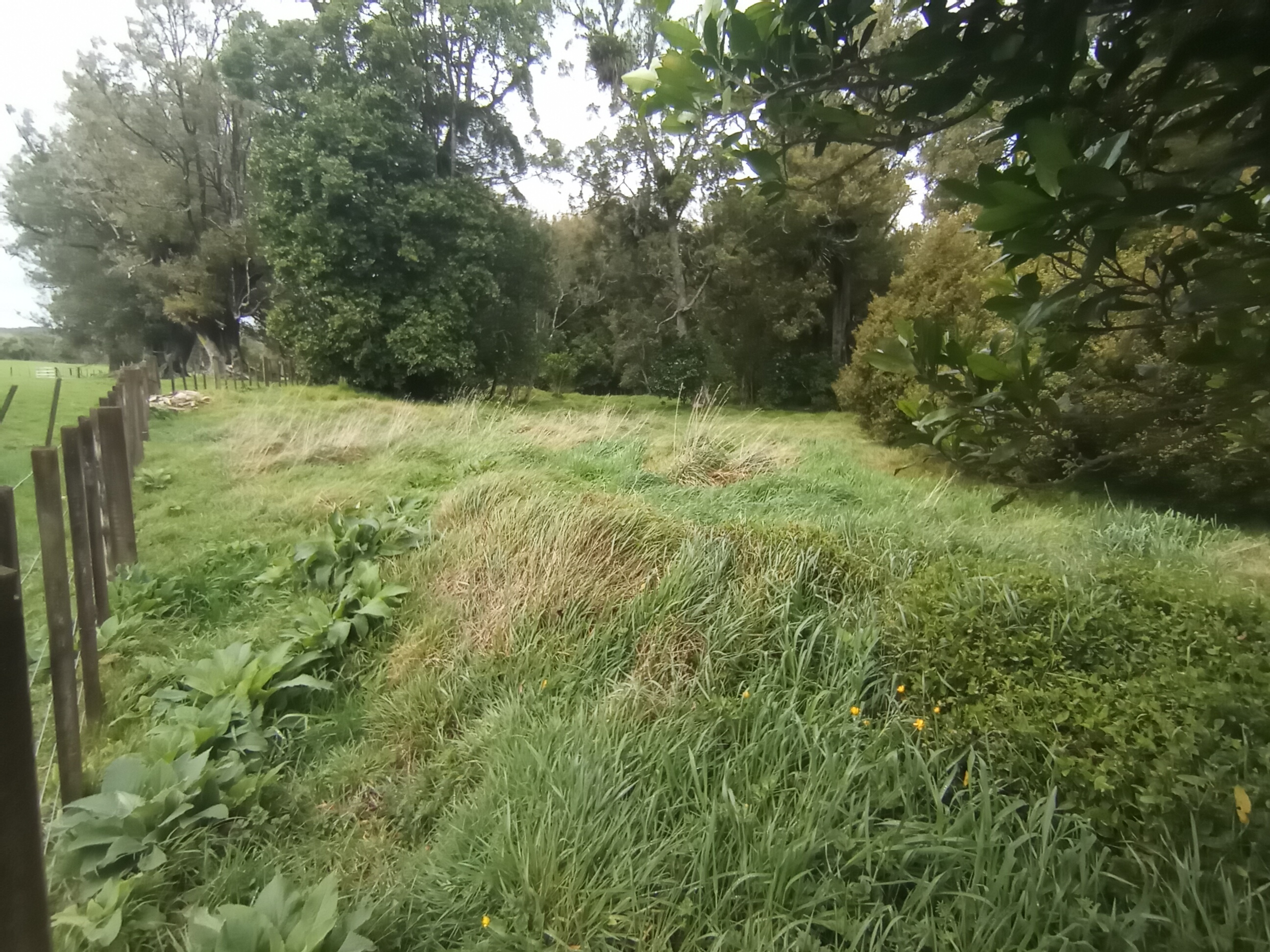 Cole Family Reserve | Trees That Count