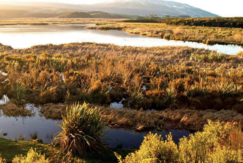 Te Nukuroa o Matamata | Trees That Count