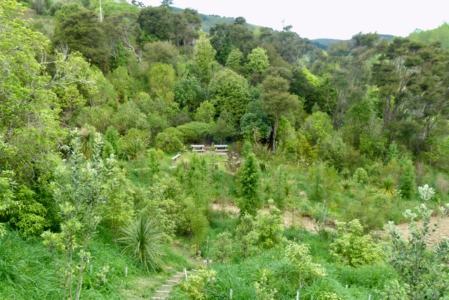 Kelly's Conservation Forest | Trees That Count