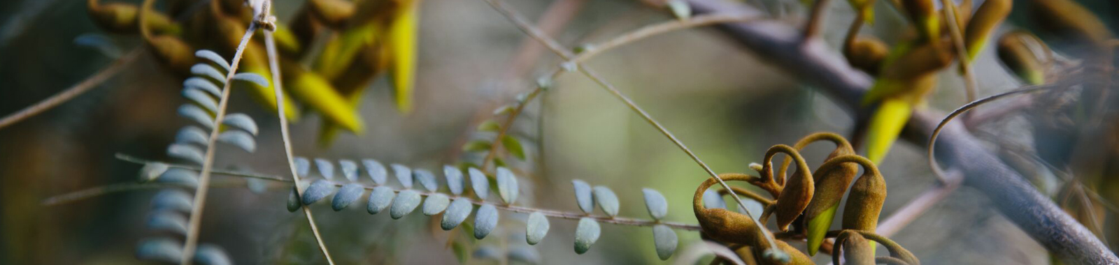 Association of Local Government Information Management (ALGIM) | Trees ...