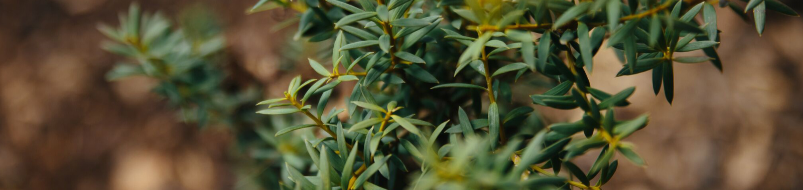 NOVUS Glass | Trees That Count