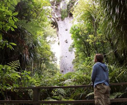 Ensure the forests remain for generations to come! | Trees That Count